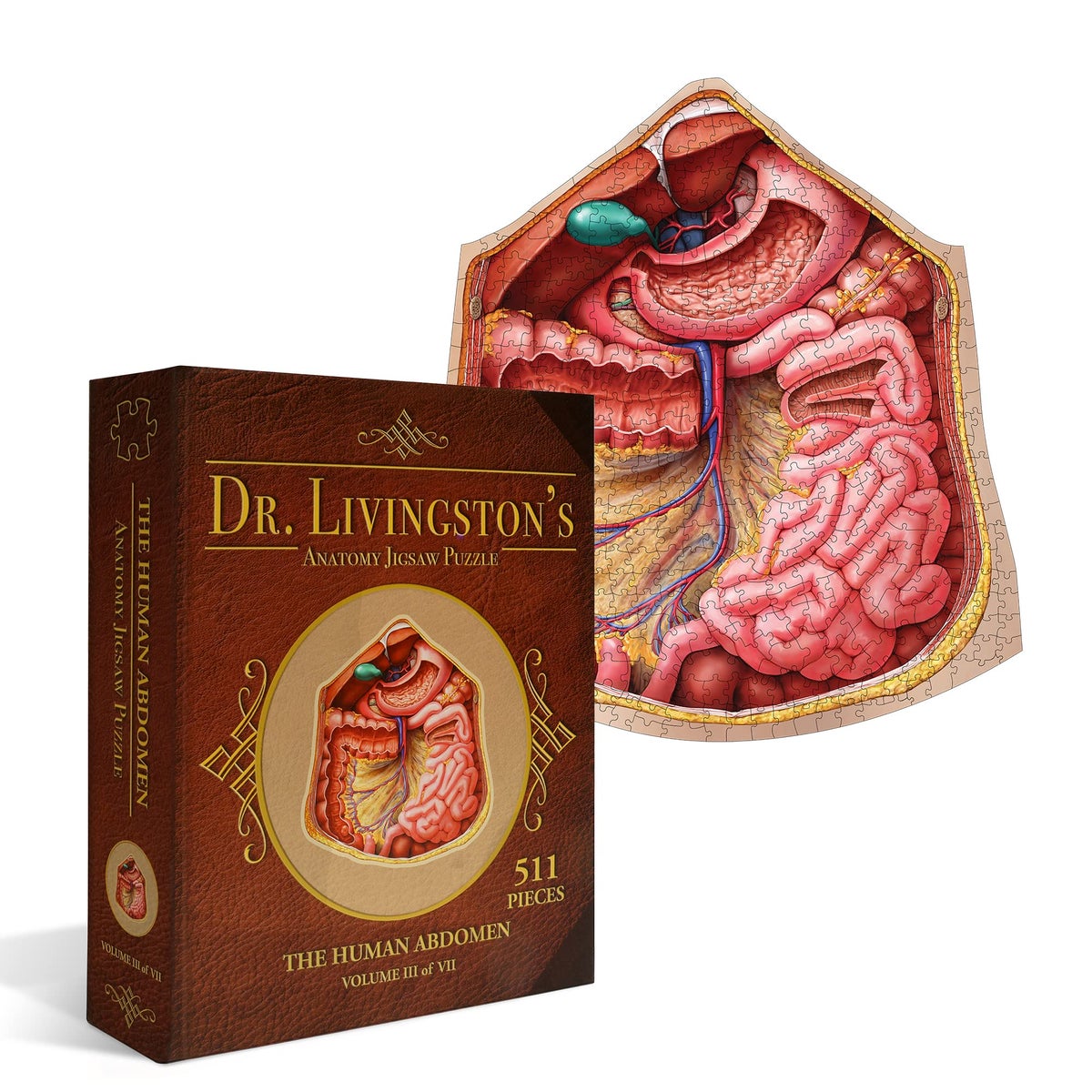 Genius Games Genius Games Human Abdomen Anatomy Jigsaw Puzzle | Dr ...