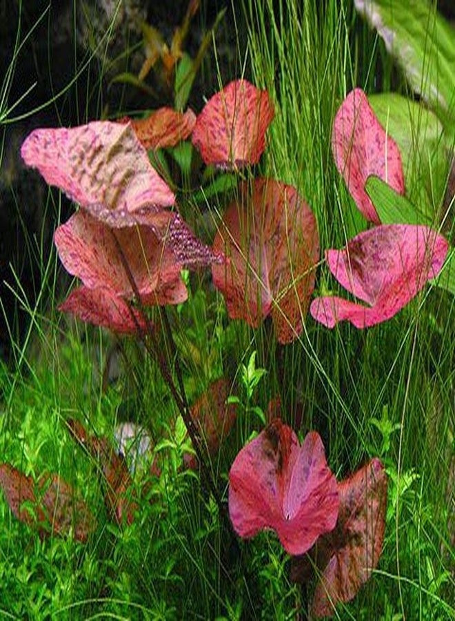 AquaLeaf Aquatics Red Tiger Lotus Bulbs - Freshwater Aquatic Plant ...