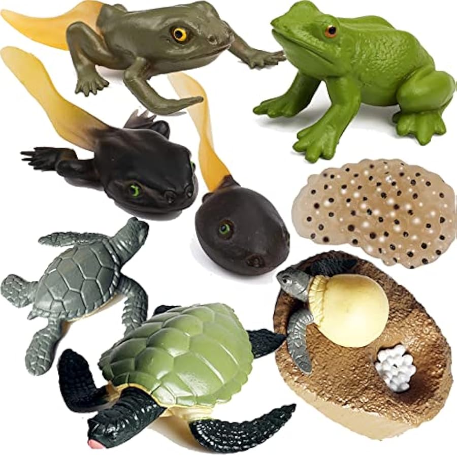 Generic Life Cycle of Frog and Sea Turtle Toys, Insect Growth Diary ...