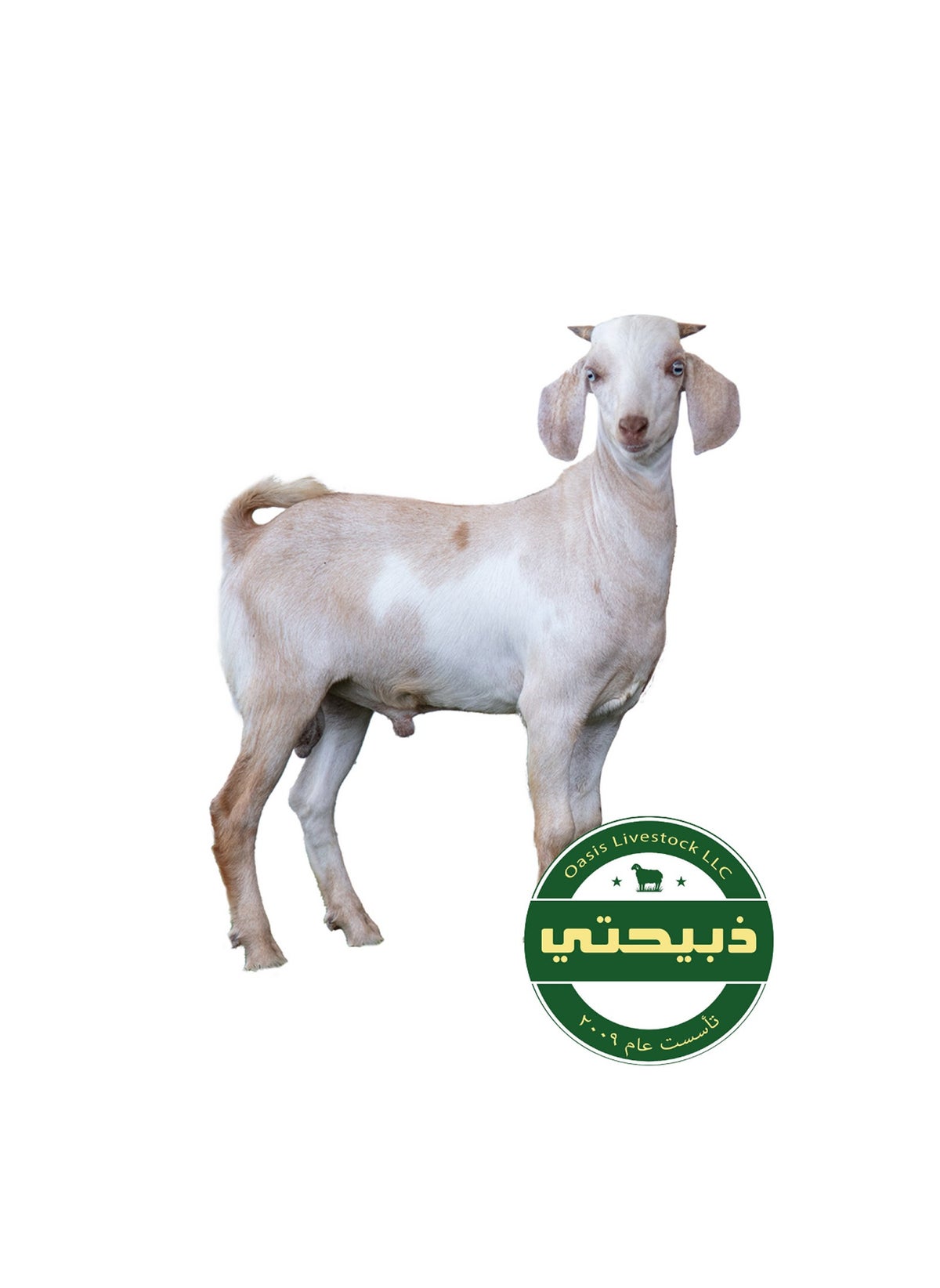 Delivered on Eid Day 3 - Somali Goat - Somalia 9-11kg (12-15 Months ...