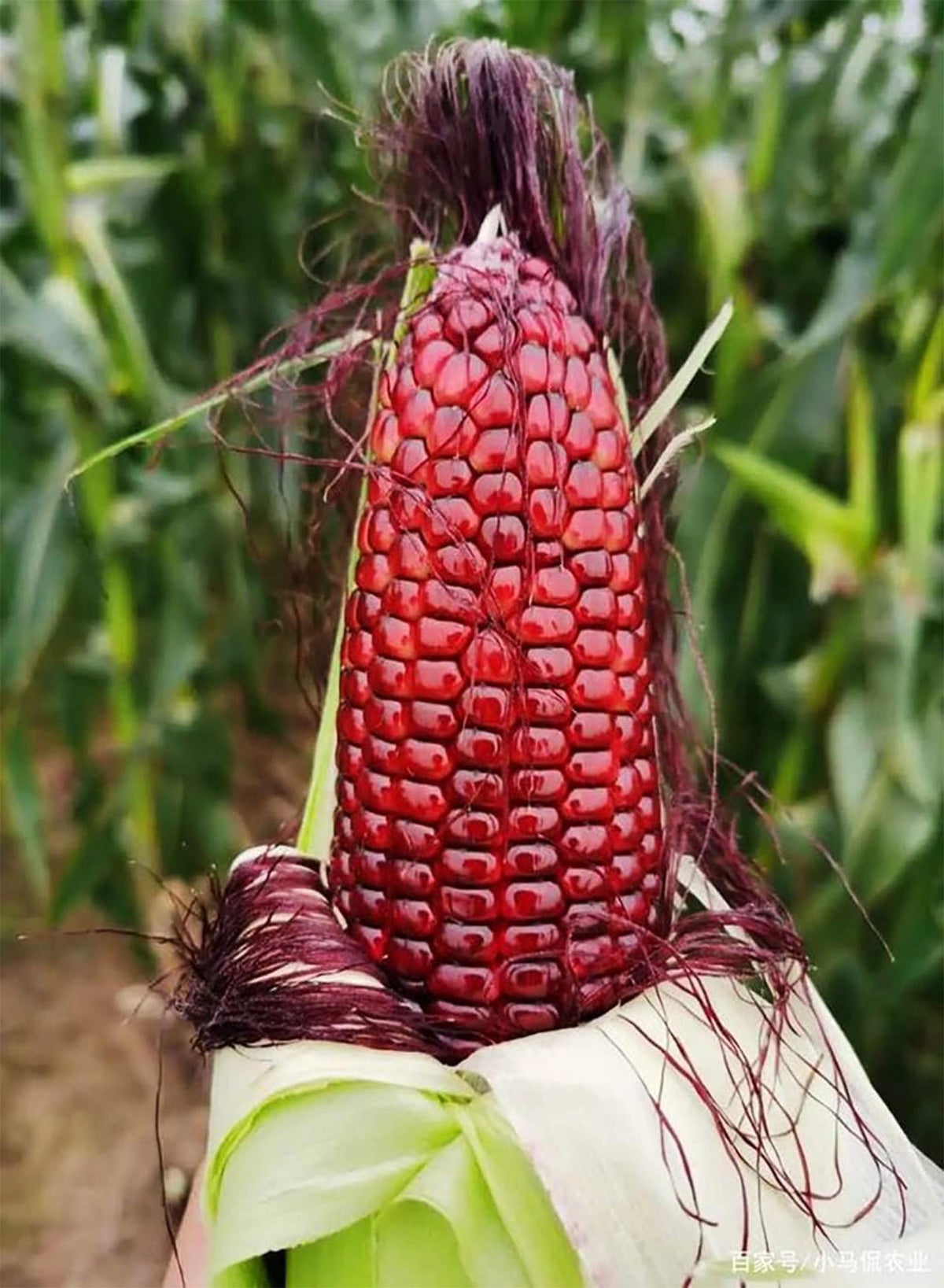 GGOOT 100 Red Corn Seeds Have A Good Look Popular varieties grow ...