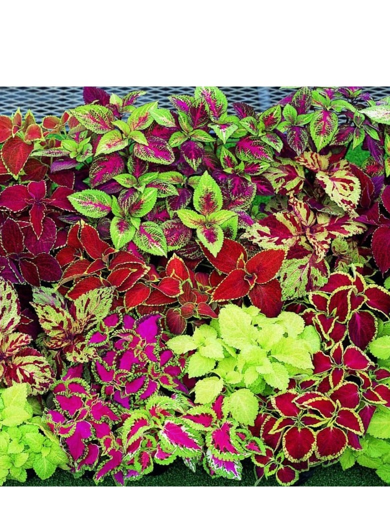 Generic 100 pcs Rare Mixed Coleus Flowers Seeds Rainbow Coleus Wizard ...