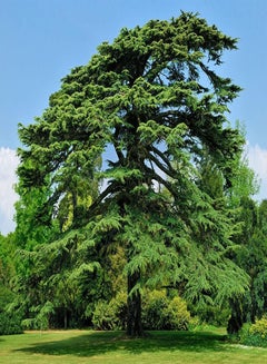 GGOOT 10 Cedrus Tree Seeds, Cedrus deodara, Cedrus atlantica, Cedrus ...