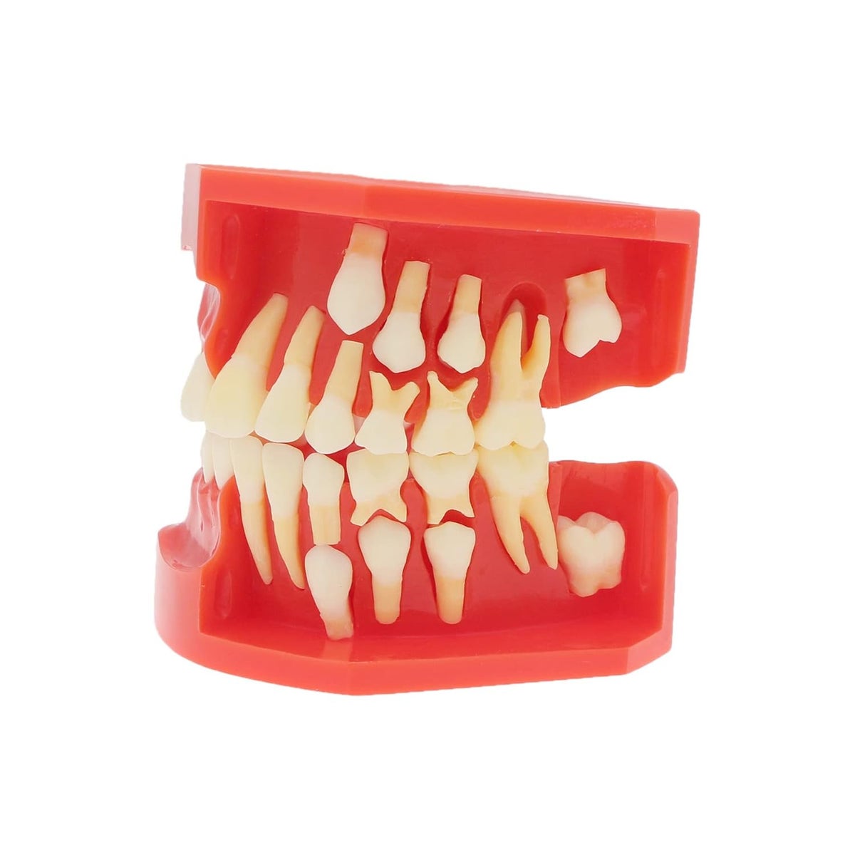 Dentalmall Teeth Typodonts Dental Model #7013 - Teeth Eruption ...