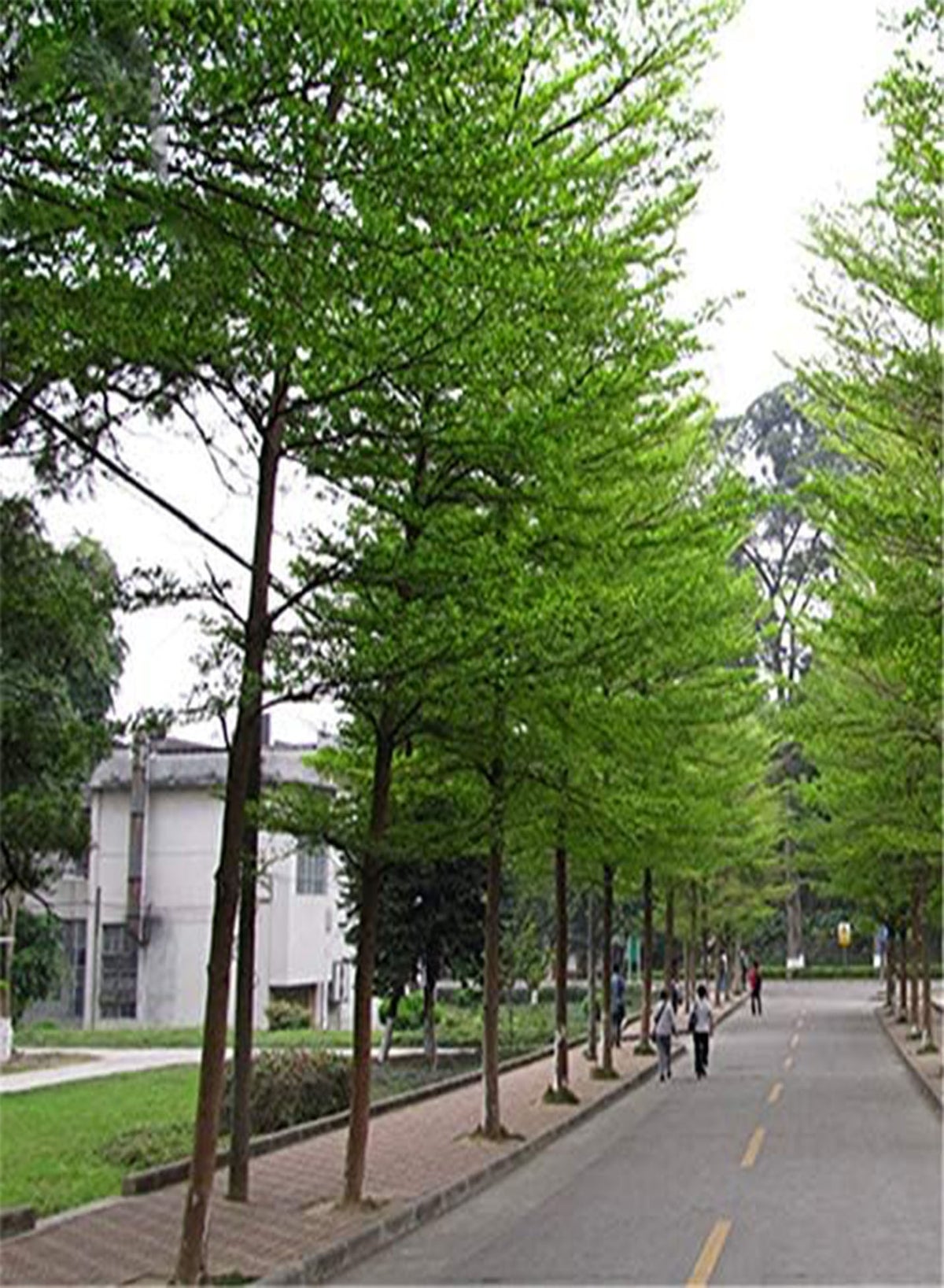 GGOOT 30 Pcs/Pack Terminalia Seeds Terminalia Mantaly Tree Madagascar ...