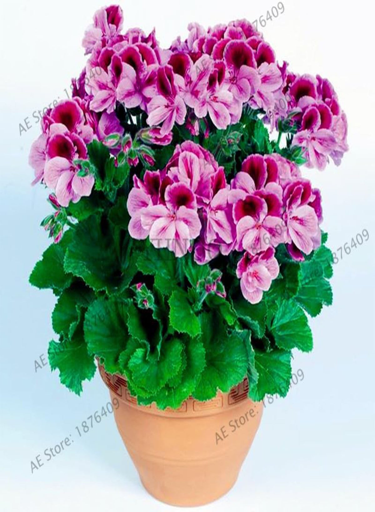 GGOOT 105 pcs/Bag Mixed Colors Seed Geranium Garden Perennial Flower ...