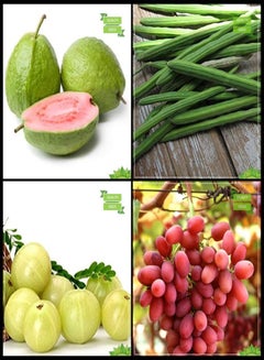 GGOOT Seeds Combo Tree Seeds : Guava Moringa Embilcaa Nelli Grape Fruit ...
