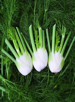 GGOOT 200 Italian Fennel Seeds Finocchio Romanesco, Big & Tasty, Use it ...