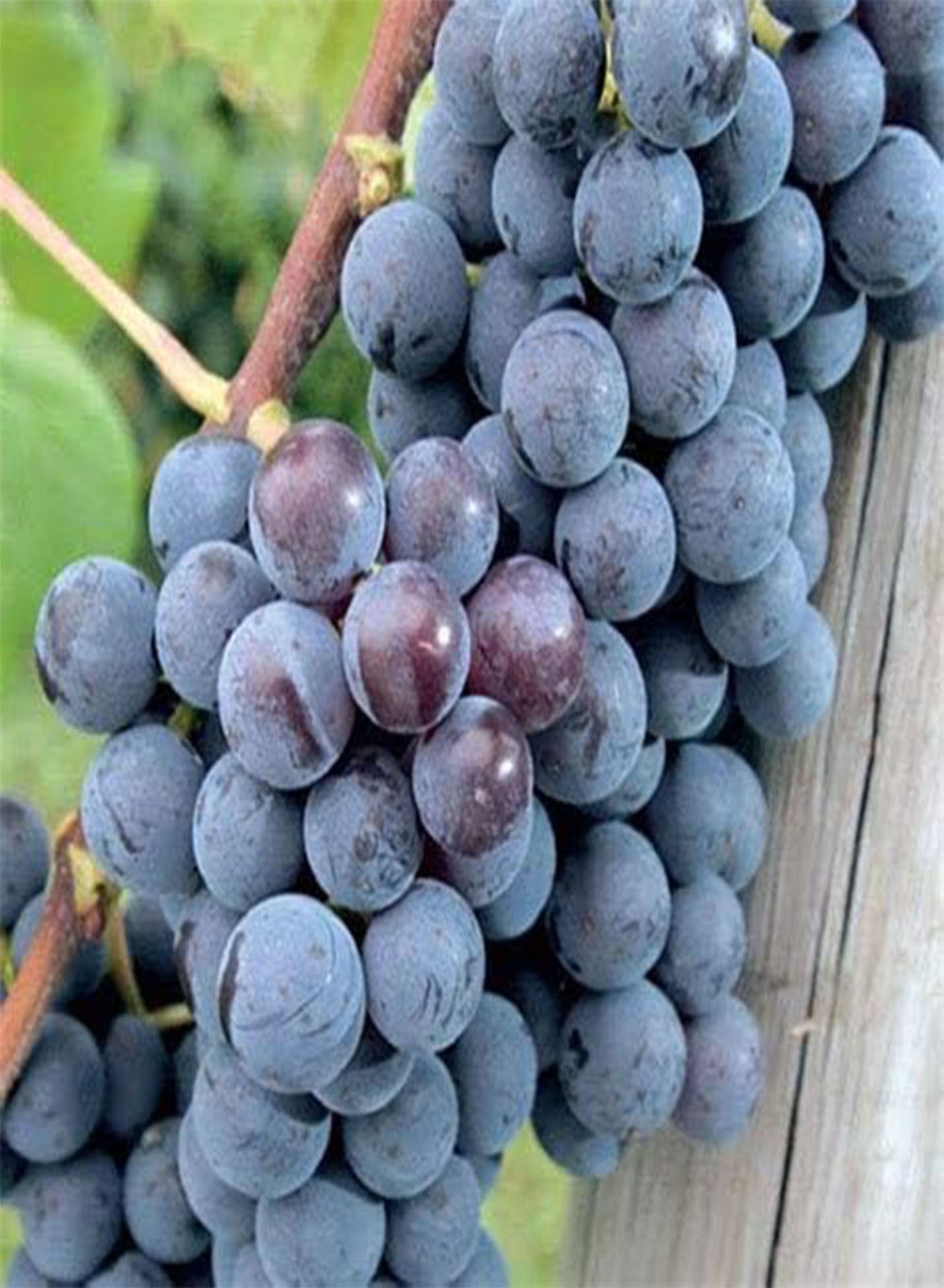 GGOOT 50 Deep Purple Table Grape Fruit Seeds | Best Price UAE | Dubai ...