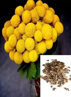 GGOOT Seed for Planting50Pcs/Bag Pycnosorus Globosus Seeds Productive ...