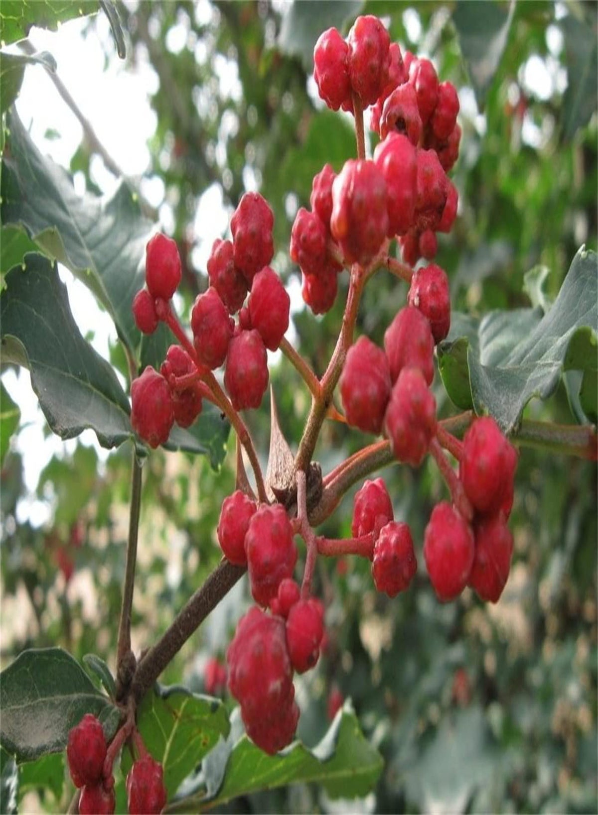 GGOOT 50pcs Zanthoxylum seeds Choose A Simple Planting Method The Fruit ...
