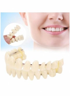 Generic Simulated Dentures, Resin Dentures, Denture Teaching, Double ...