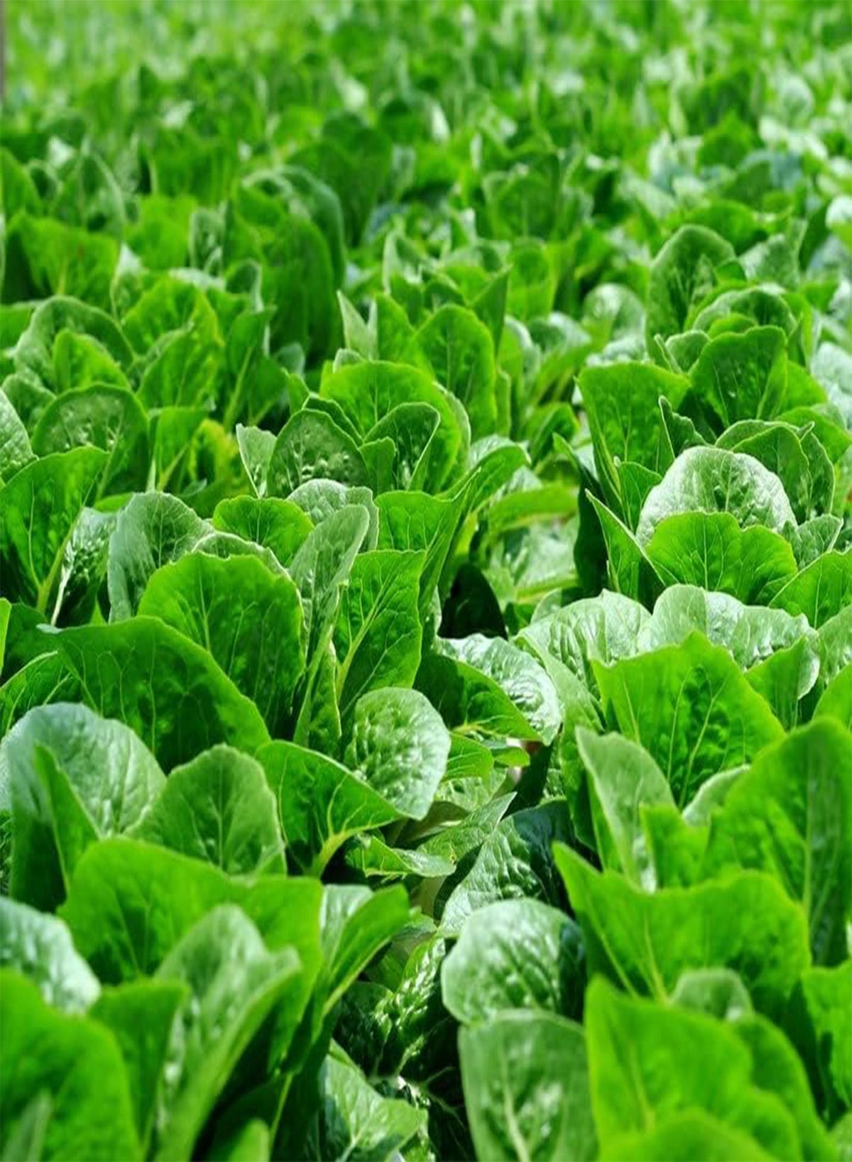 GGOOT Parris Island Cos Romaine Lettuce 400 (PKD) Seeds | Best Price ...