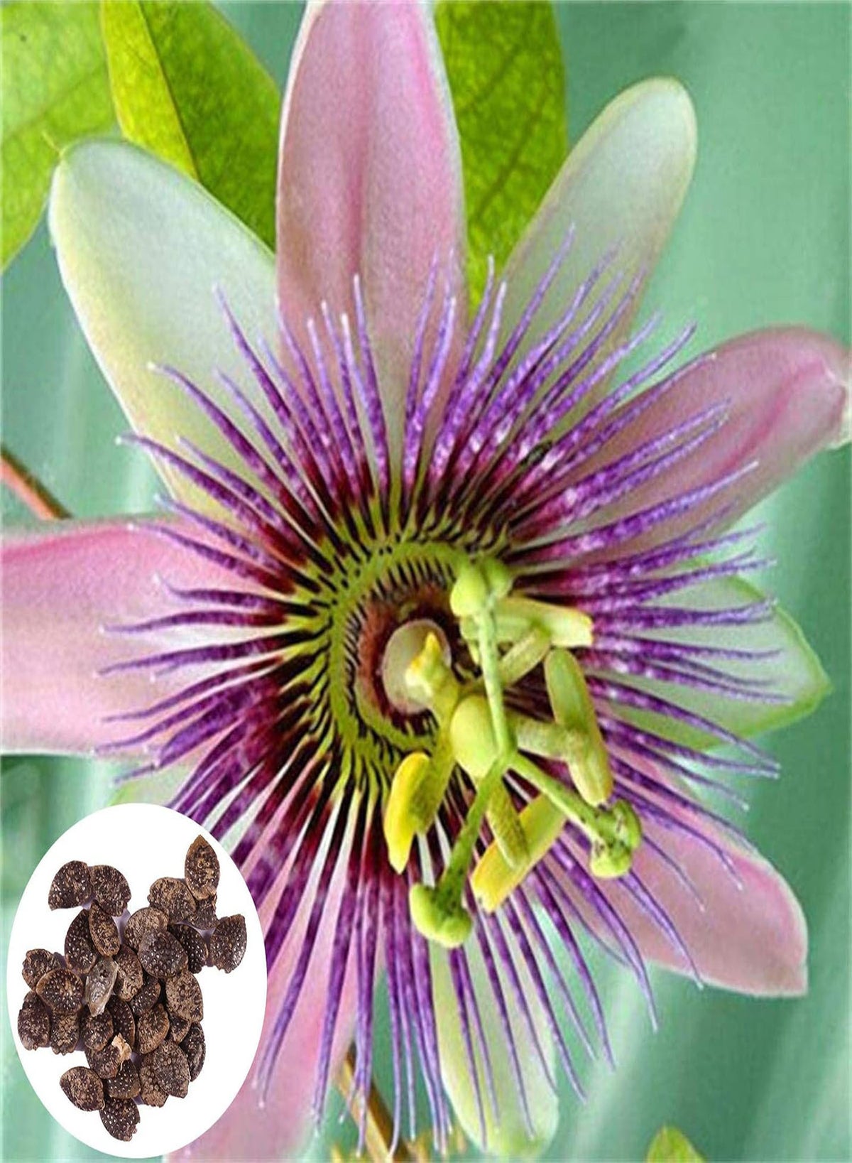 Passiflora Incarnata Seeds