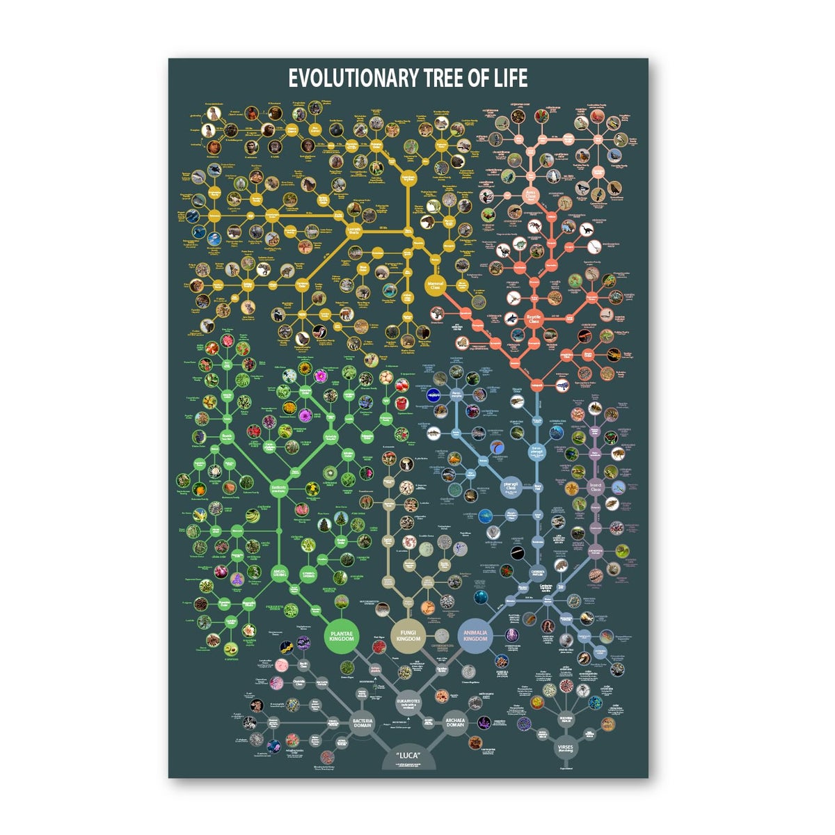 VVWV Tree of Life Chart Poster For Home School Big Size Learning Chart ...