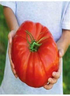 GGOOT 20 seeds of Huge Tomato GIGANTOMO F1 Hybrid, So Big One Can Feed ...