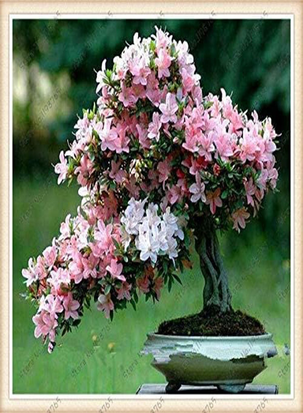 GGOOT 5 : Bonsai Tree Japanese Sakura Seeds. Japanese Cherry Blossoms ...