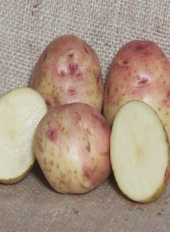 GGOOT : 5g Box of Cara Certified Seed Potatoes, Maincrop,Grow Your Own ...