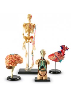 Learning Resources Learning Resources Anatomy Models Bundle Set - 4 ...