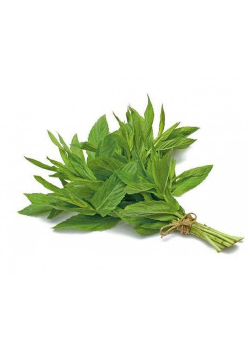Buy Arugula Jerjer Leaves Online | 15 Minutes Instant Delivery ...