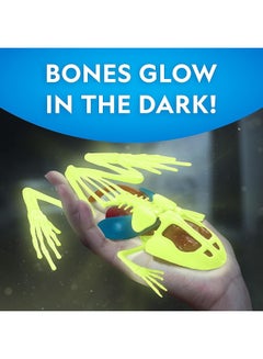 NATIONAL GEOGRAPHIC Frog Dissection Kit Anatomy Lab Glow in the Dark ...