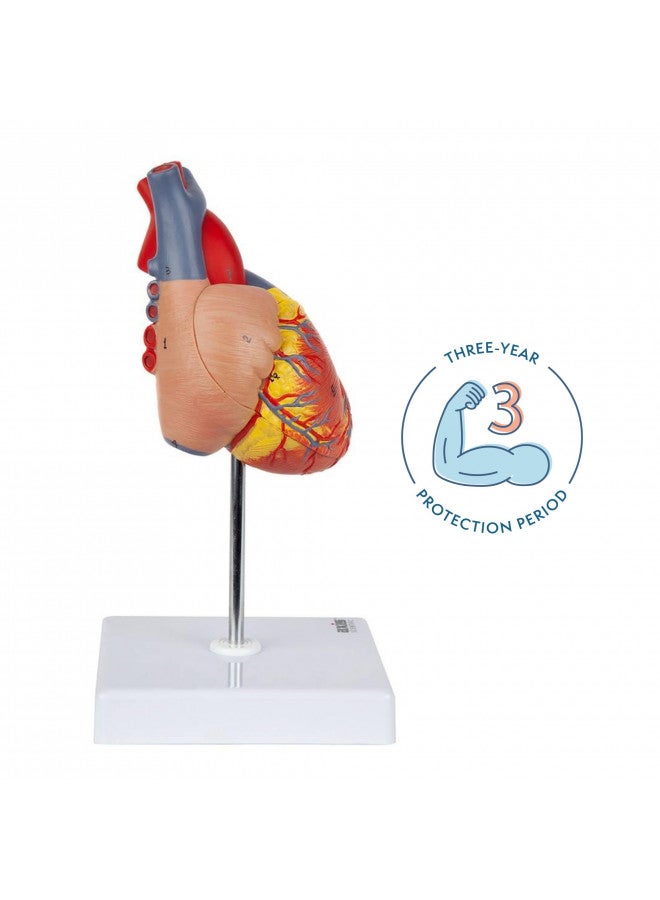Axis Scientific Axis Scientific Heart Model, 2-Part Deluxe Life Size ...