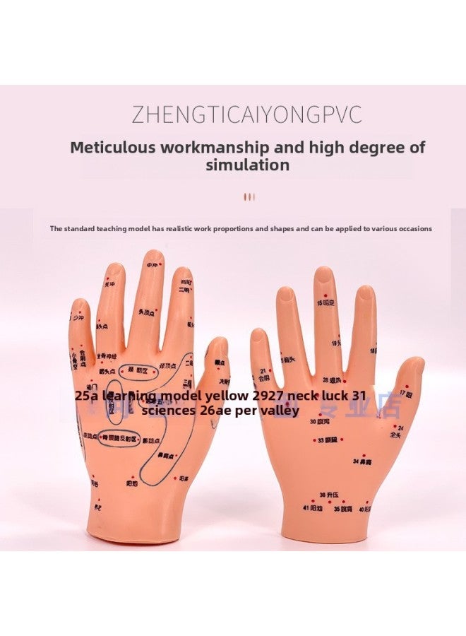 Generic Acupoint Model Human Acupuncture Acupoint Human Model Can Be ...