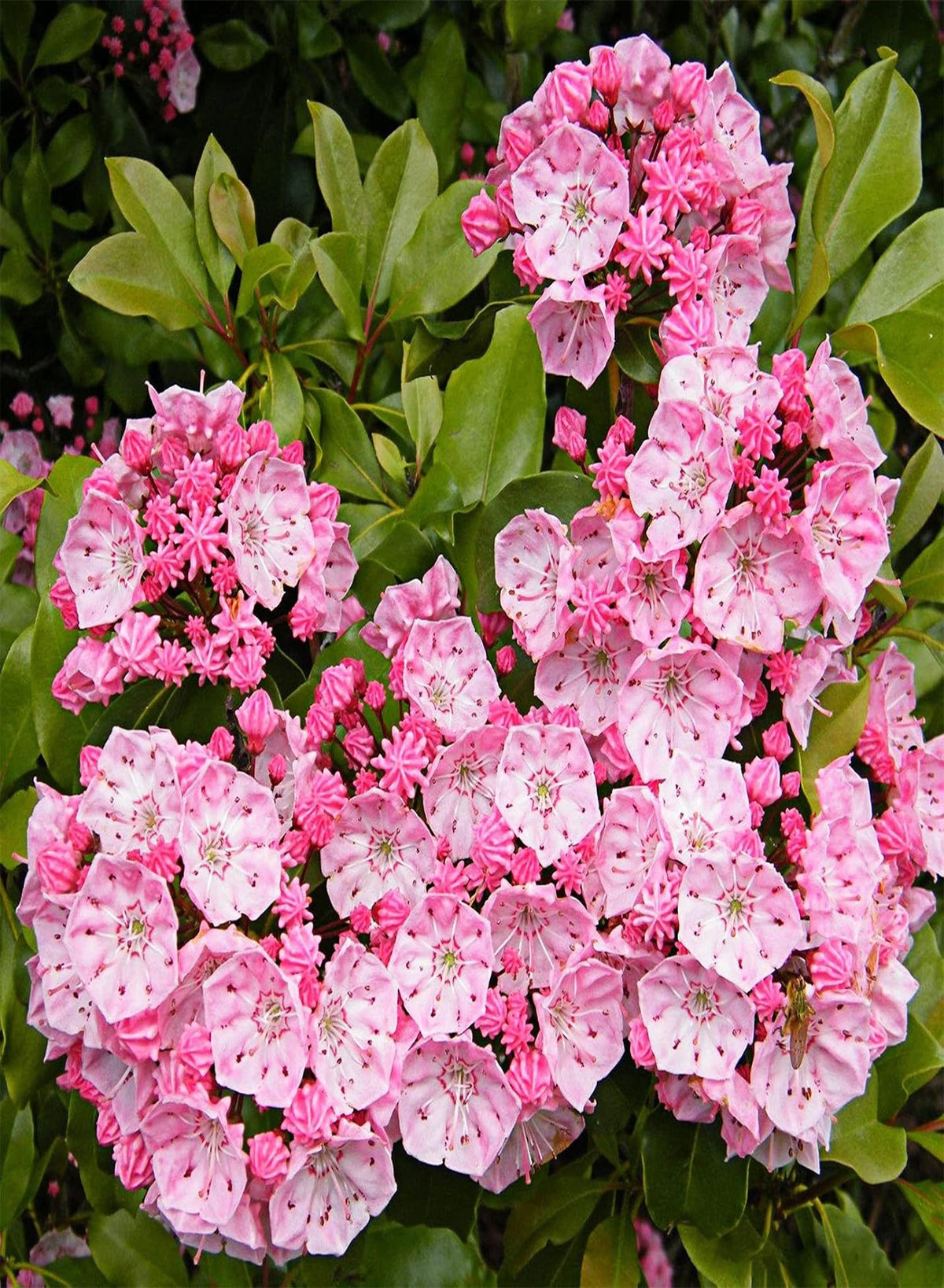 GGOOT 50Pcs/Bag Mountain Laurel Seeds, Flowering Compact Rare Kalmia ...
