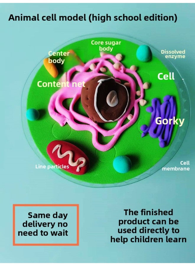 Generic Animal Plant Cell Model Making Materials Junior High School ...