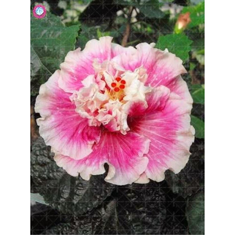 Generic 100pcs Double Flap Hibiscus Flower Tree Perennial Garden ...