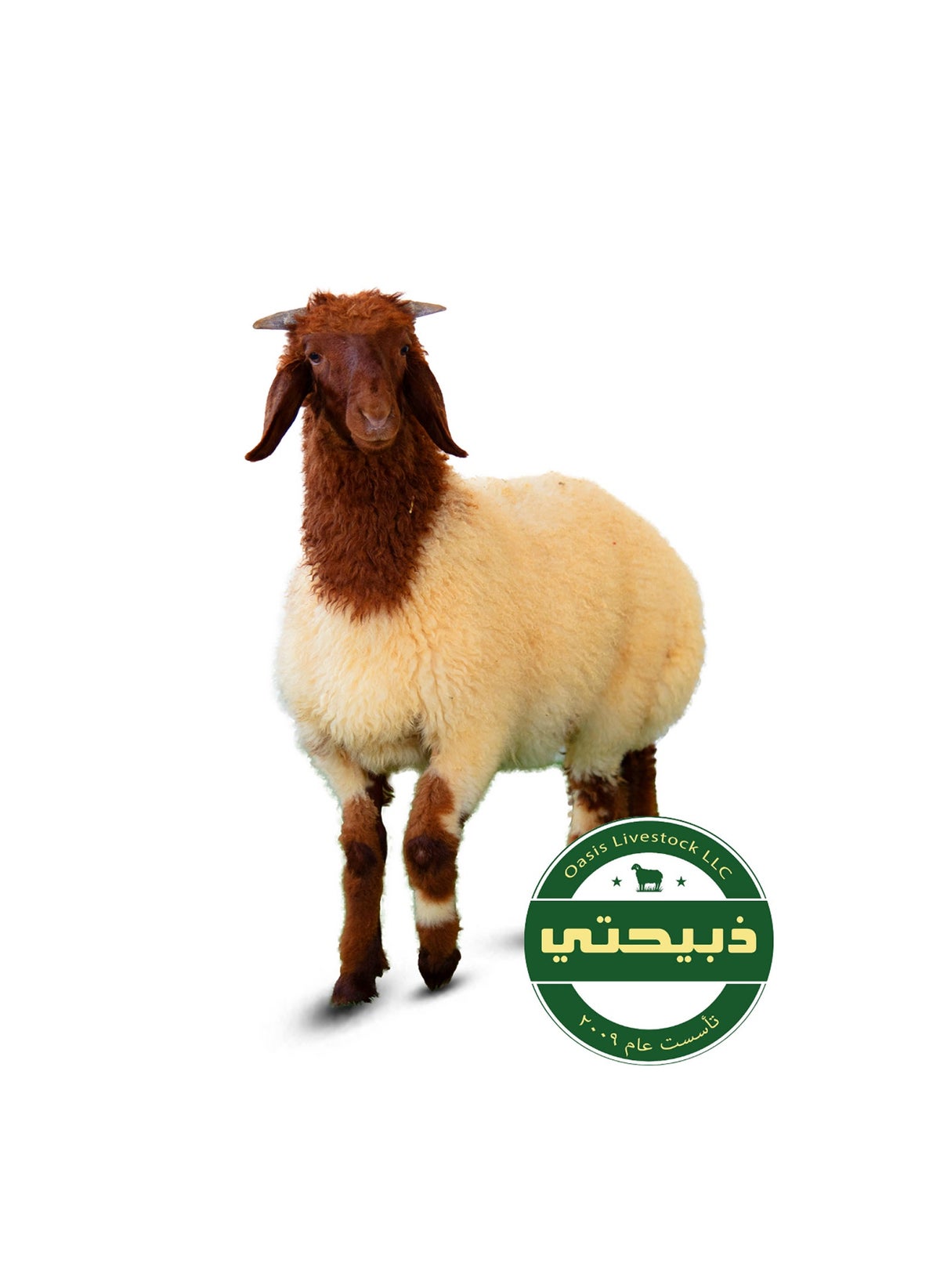 Delivered on Eid Day 3 - Nuaimi Sheep - Local 12-15kg (7-10 Months ...