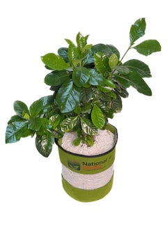 National Perlite 10L Perlite Grow Bag UAE | Dubai, Abu Dhabi