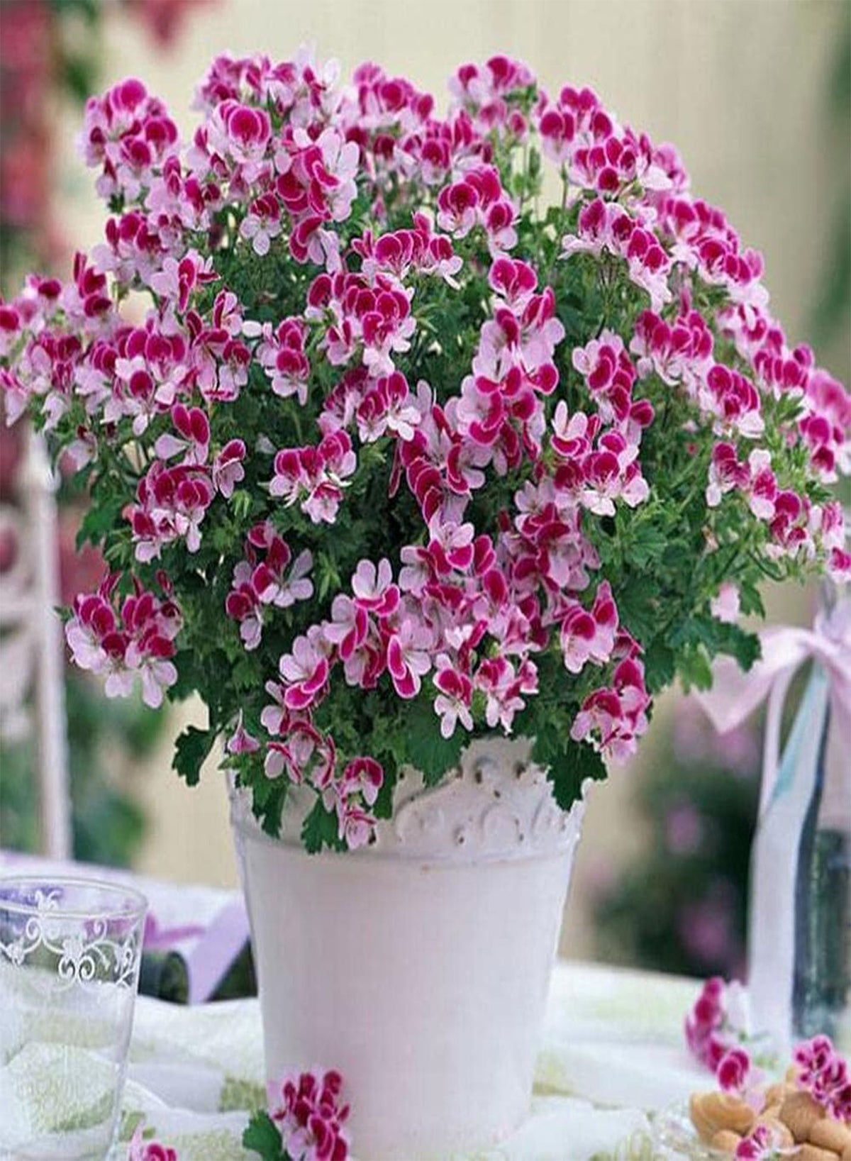 GGOOT 100Pcs Geranium Seeds Beautiful Perennial Shrub Planted ...