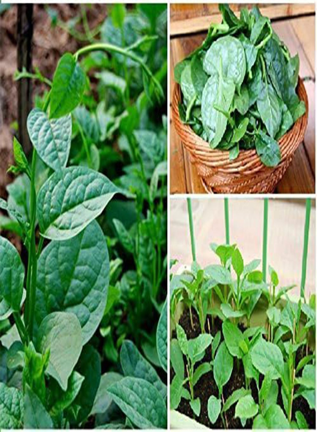 GGOOT Green Creeping Malabar Spinach Seeds, 20 Count, Fast-Growing ...