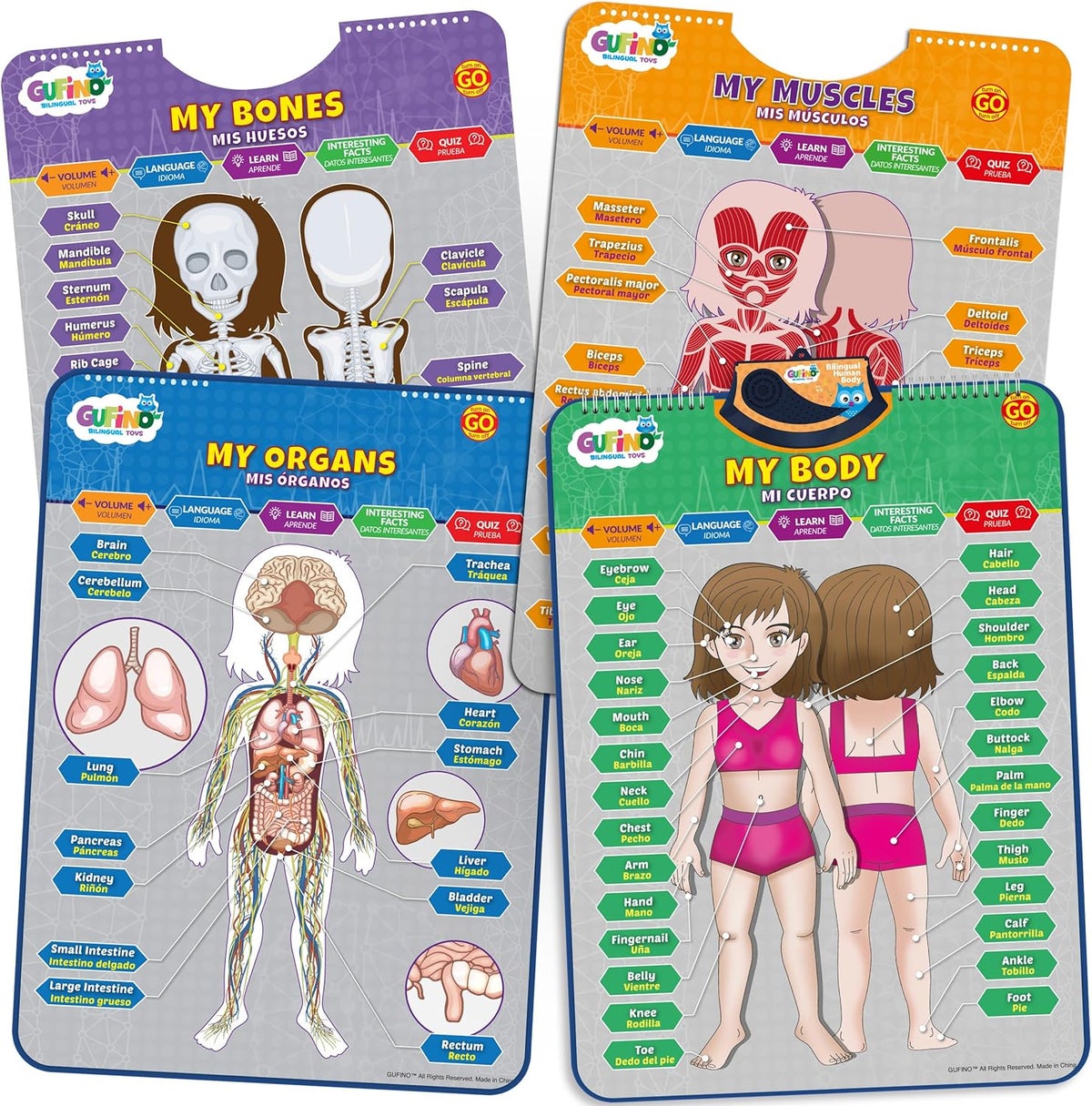 GUFINO Store Bilingual Human Body Model for Kids – Interactive Human ...
