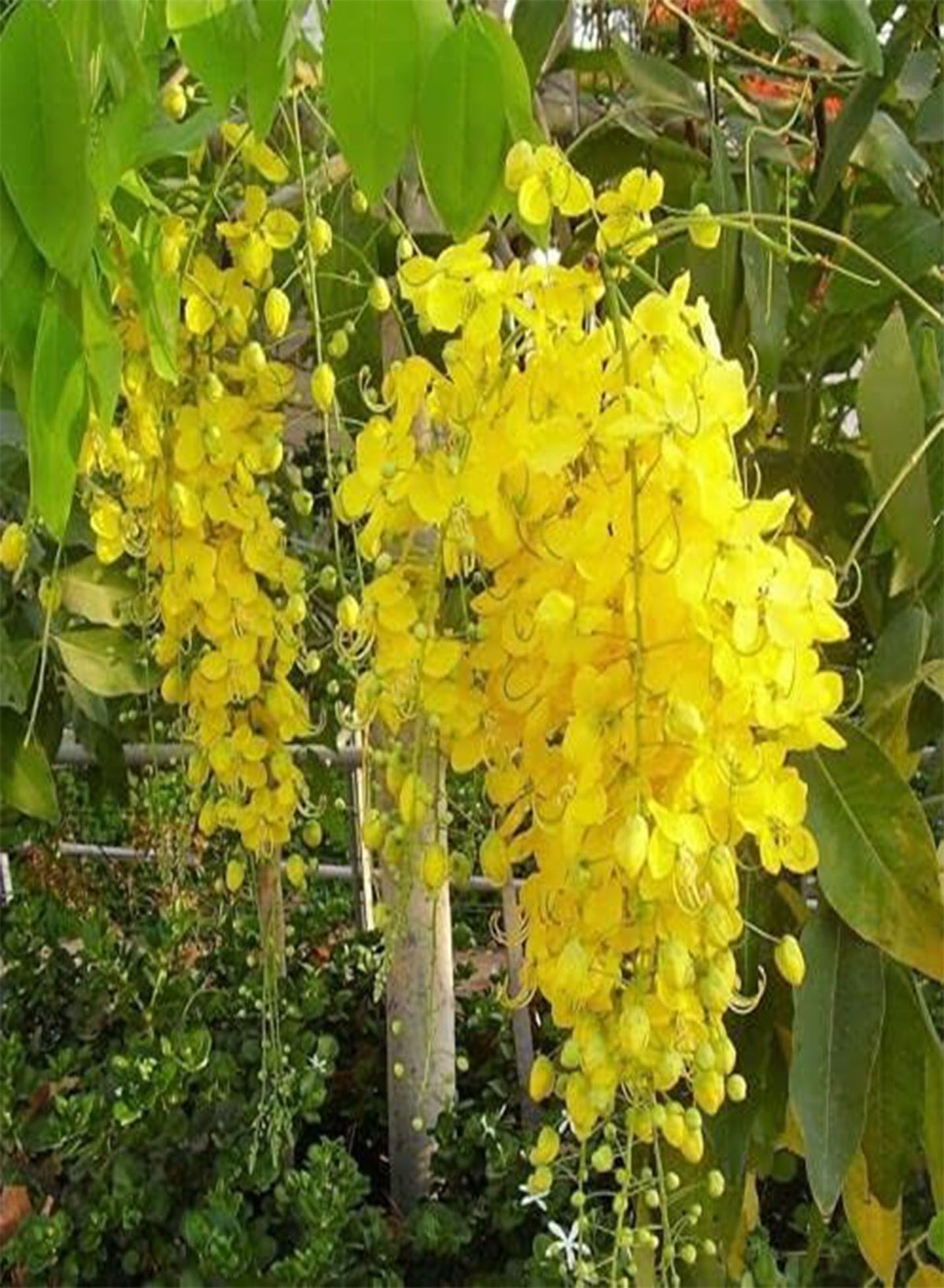 GGOOT Cassia Fistula - Flower of Kerala - Bahava, Golden Shower Tree - Amaltas - Indian Laburnum ...