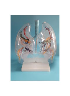 Generic Transparent Lung Segment Lung Segment Model Lung Anatomy Lung ...