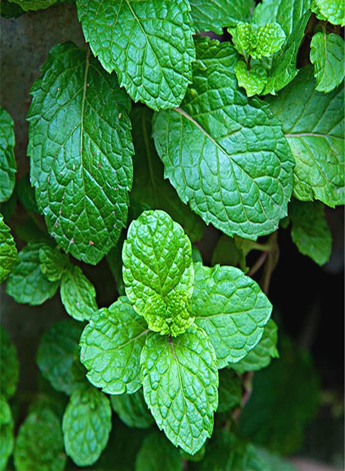 GGOOT Fresh Peppermint Seeds Asian Vegetables Spaghetti Seeds for ...