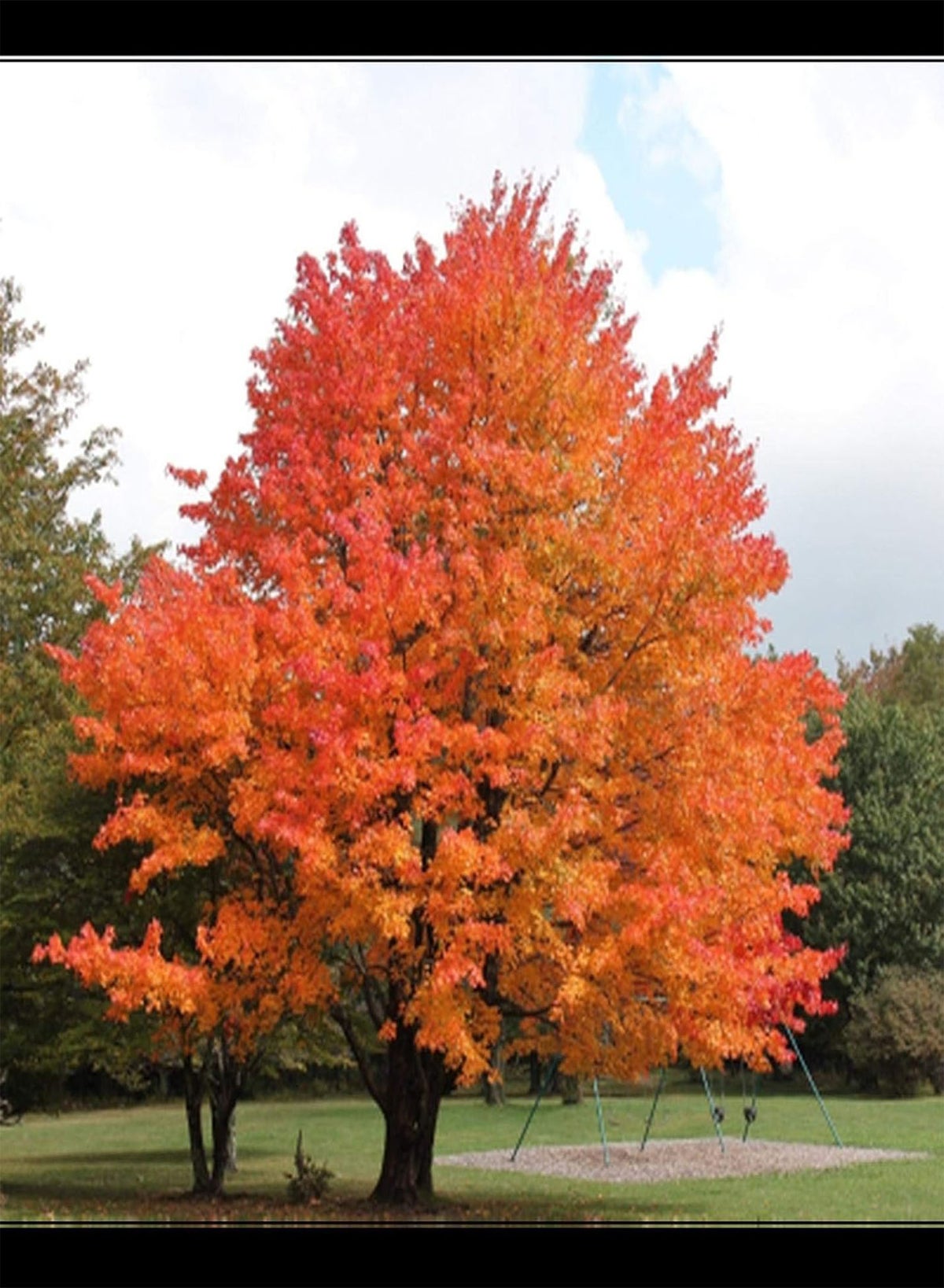 GGOOT 50 Seeds Sugar Maple Seeds Sugar Maple Tree Seeds Maple Tree ...