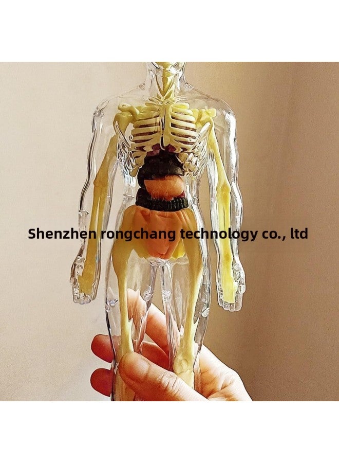 Generic 3d Human Body Model Anatomy Model Skeleton 3D Human Body Torso ...