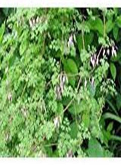 GGOOT Allegheny Vine Seeds - AKA Mountain Fringe, Climbing Fumitory ...