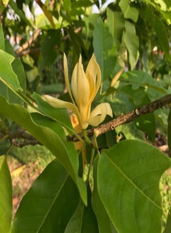 GGOOT Michelia champaca, Champak Tree, Joy Tree (Magnolia champaca ...