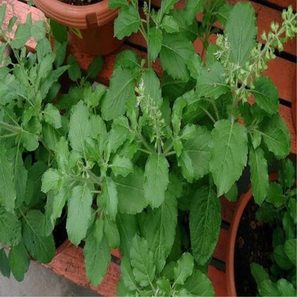 Generic 100pcs Green Holi Basil Tulsi Plant Seeds | Best Price UAE ...