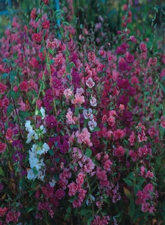 GGOOT Clarkia Double Mix - Godetia grandiflora Flower Seeds, Also Known ...