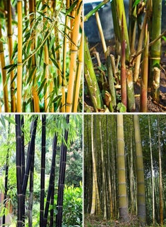 GGOOT Moso Bamboo - Phyllostachys Edulis Tree Seeds, Bambusa Pubescens ...