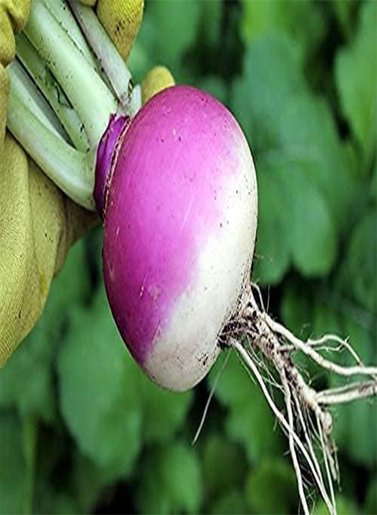 GGOOT 100PCS Seeds of Purple Top White Globe Turnip, subsp. rapa ...