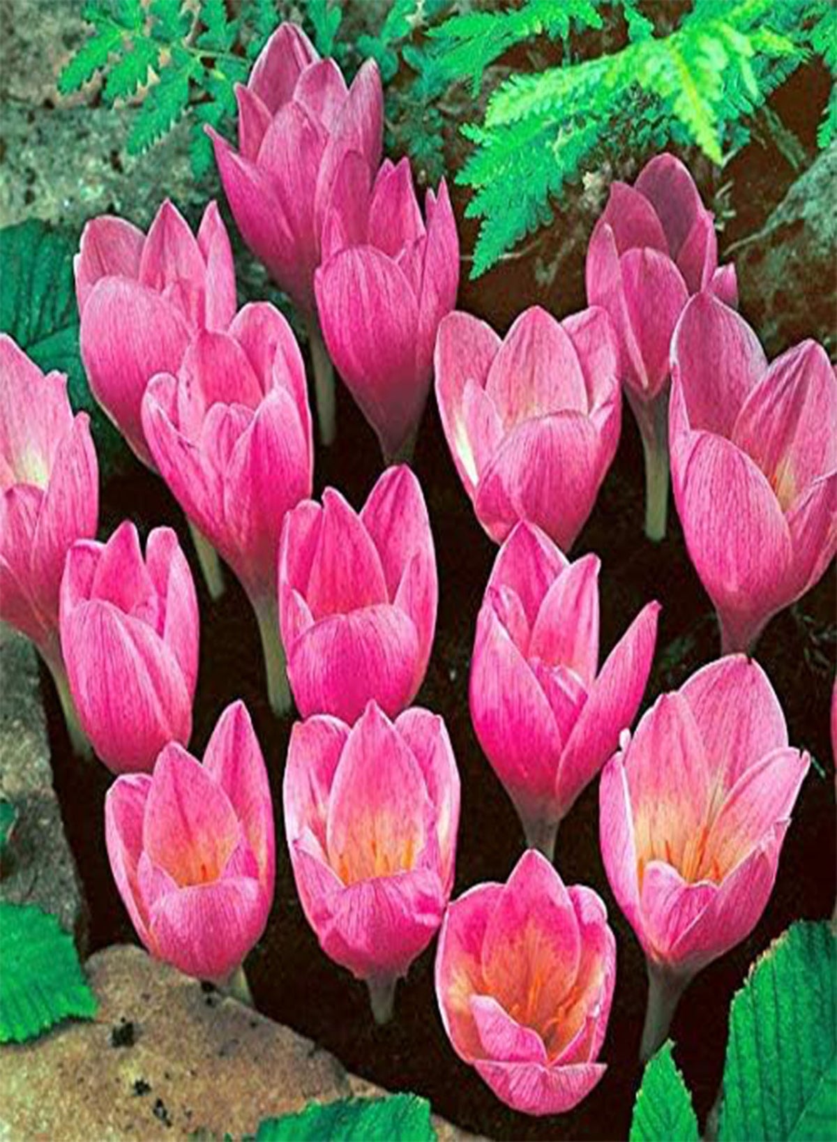 GGOOT 50pcs Saffron Crocus Seeds Autumn Crocus Autumn Flowering Elven ...