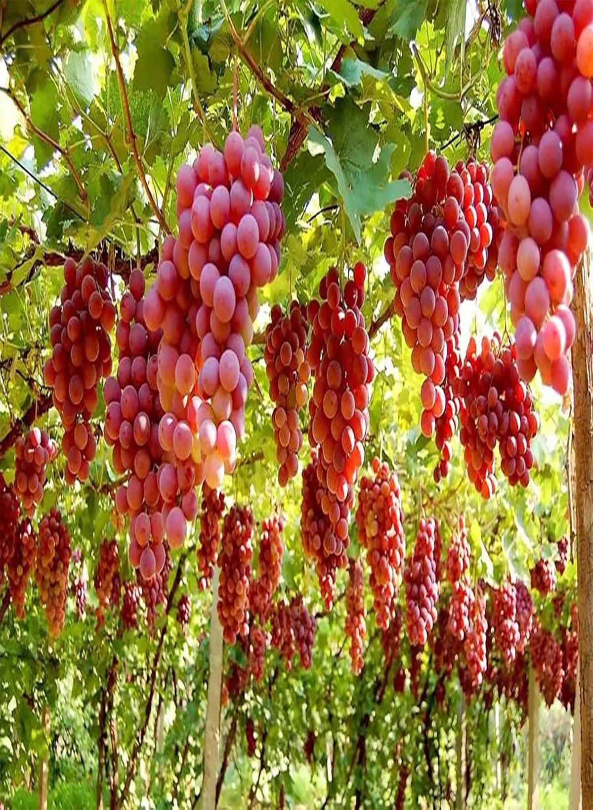 GGOOT 20pcs Red Grape Seeds Adaptable Beginner Gardeners Juicy Fruit ...