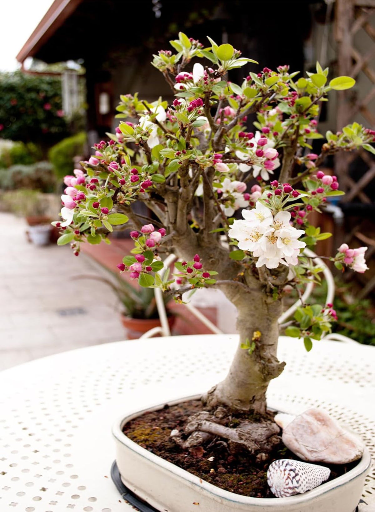 GGOOT Apple Blossom Bonsai Tree 'Pink Shower Tree' Tropical Seeds - 10 Seeds for Indoor ...