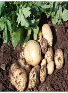 GGOOT First Early Seed Potatoes Coleen, First Early Variety,X10 Tubers ...